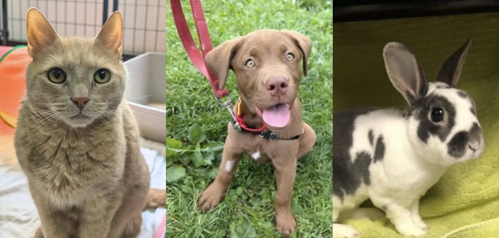 La SPCA de Montréal annonce une journée d'adoption sans frais