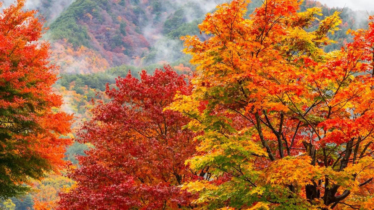 5 randonnées incontournables pour admirer les couleurs de l'automne au ...